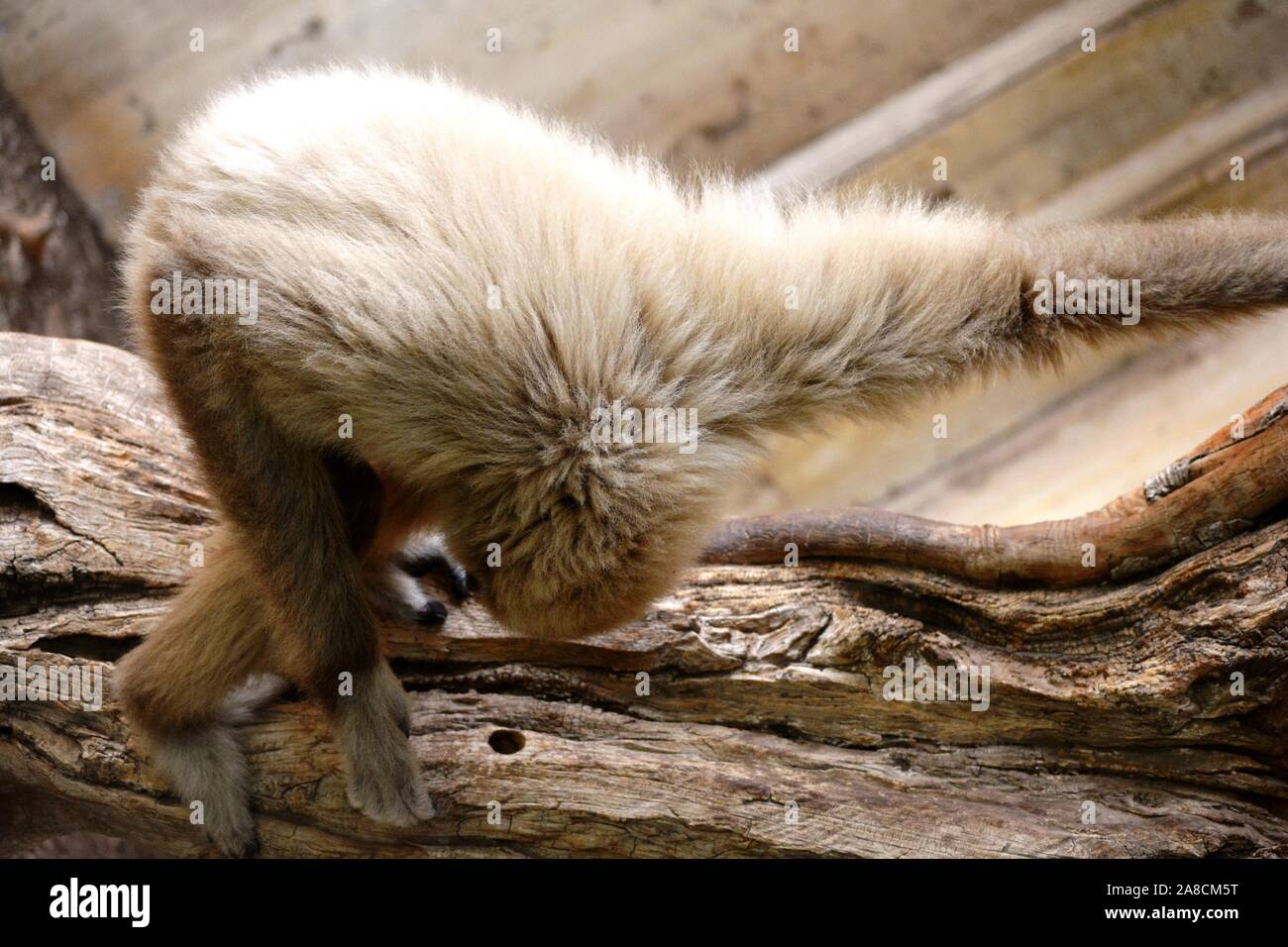 One ape -Fotos und -Bildmaterial in hoher Auflösung – Alamy
