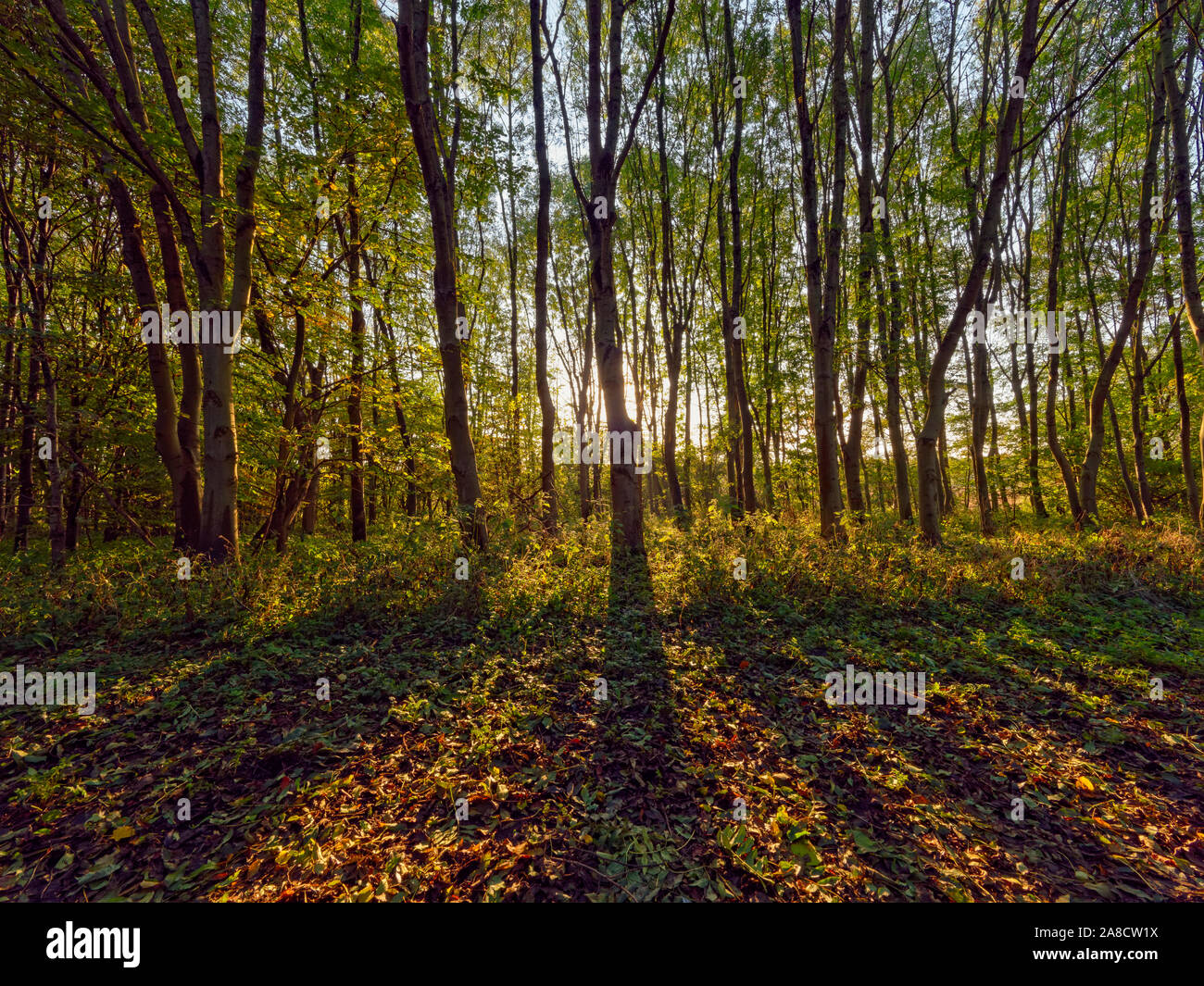 Bestwood landschaftspark -Fotos und -Bildmaterial in hoher Auflösung – Alamy