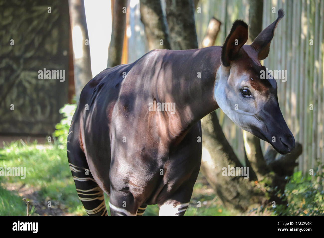 Giraffen okapis giraffidae -Fotos und -Bildmaterial in hoher Auflösung ...