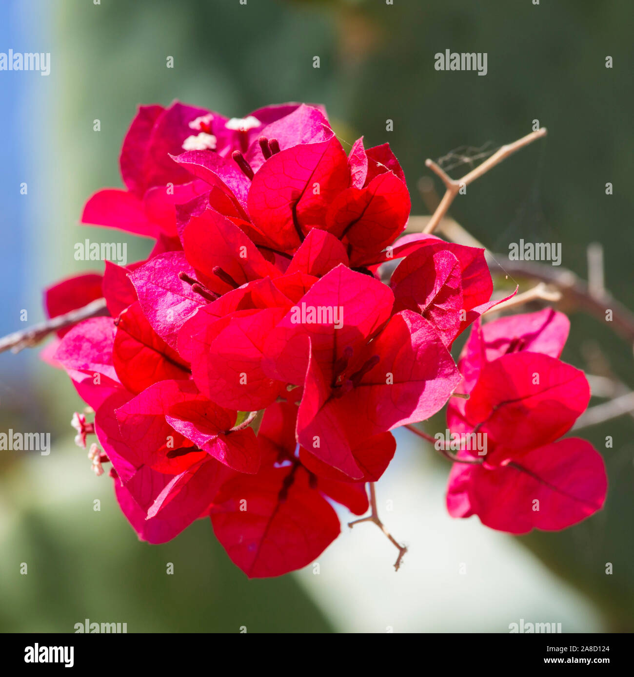 Panormos in rethymno -Fotos und -Bildmaterial in hoher Auflösung – Alamy