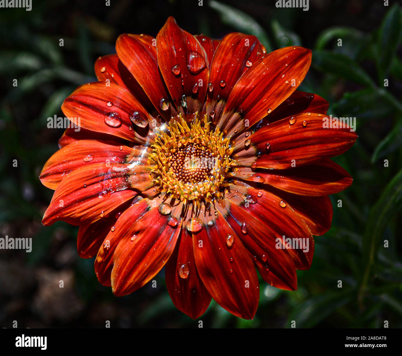 Gerbera detail -Fotos und -Bildmaterial in hoher Auflösung – Alamy