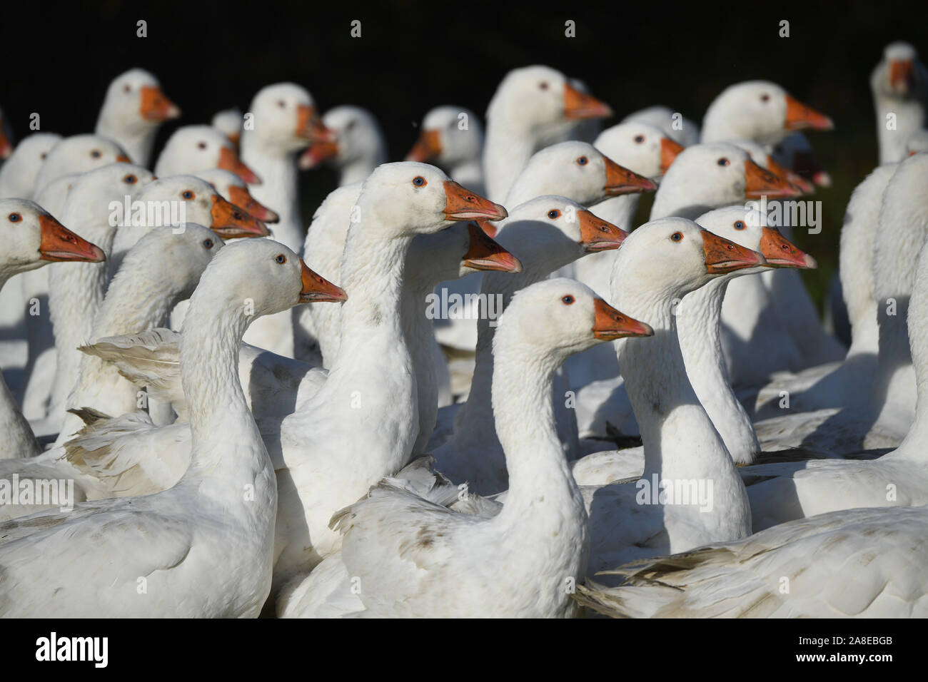 Goose slaughter -Fotos und -Bildmaterial in hoher Auflösung – Alamy