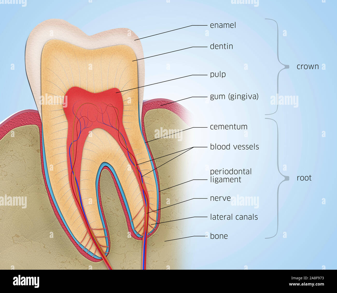 Zahn Anatomie, Abbildung Stockfotografie - Alamy