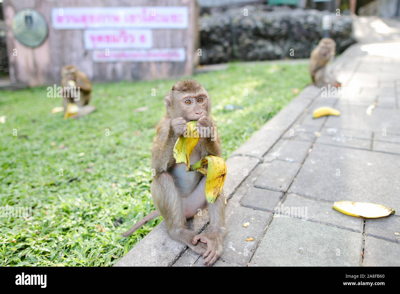 Affe, Der Banane Isst Stockfotos und -bilder Kaufen - Alamy
