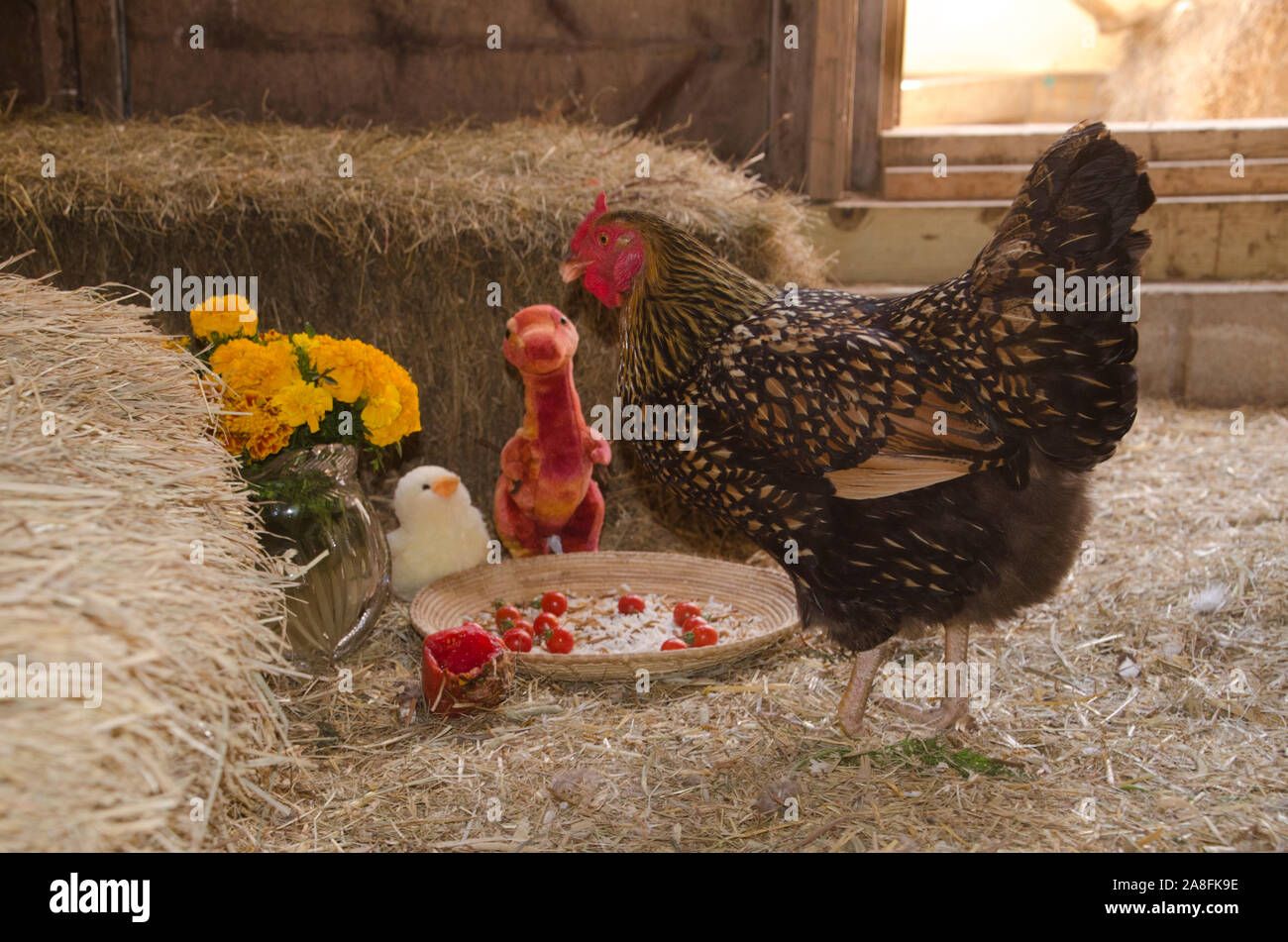 Maran Chicken Stockfotos & Maran Chicken Bilder - Alamy