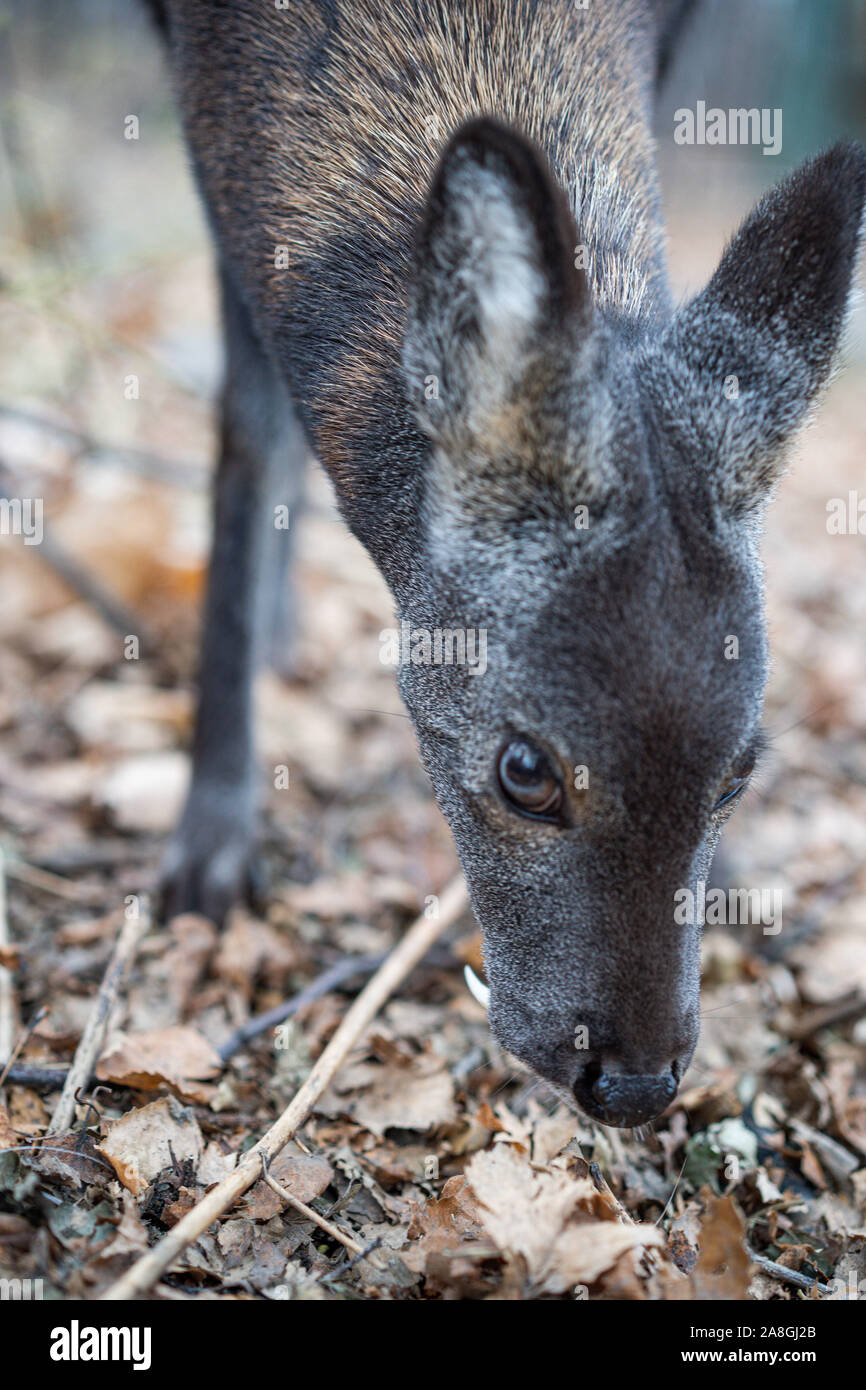 Sibirische Moschustier. Eine seltene Paar ausfuhrbestimmten Tiere mit ...