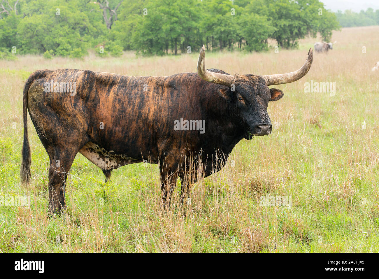 Red bull redbull logo icon -Fotos und -Bildmaterial in hoher Auflösung ...