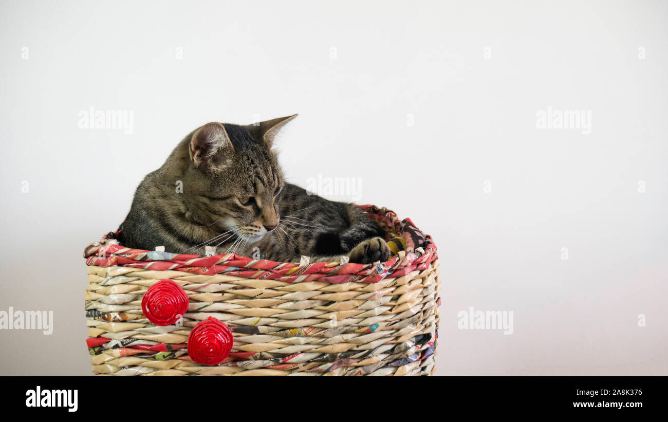 Katze im korb legen -Fotos und -Bildmaterial in hoher Auflösung – Alamy