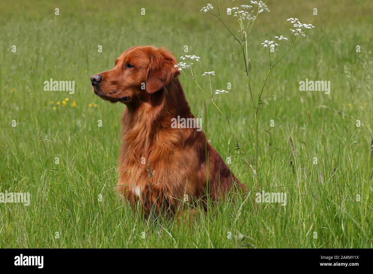 Liver Flat Coated Retriever Stockfotos und -bilder Kaufen - Alamy