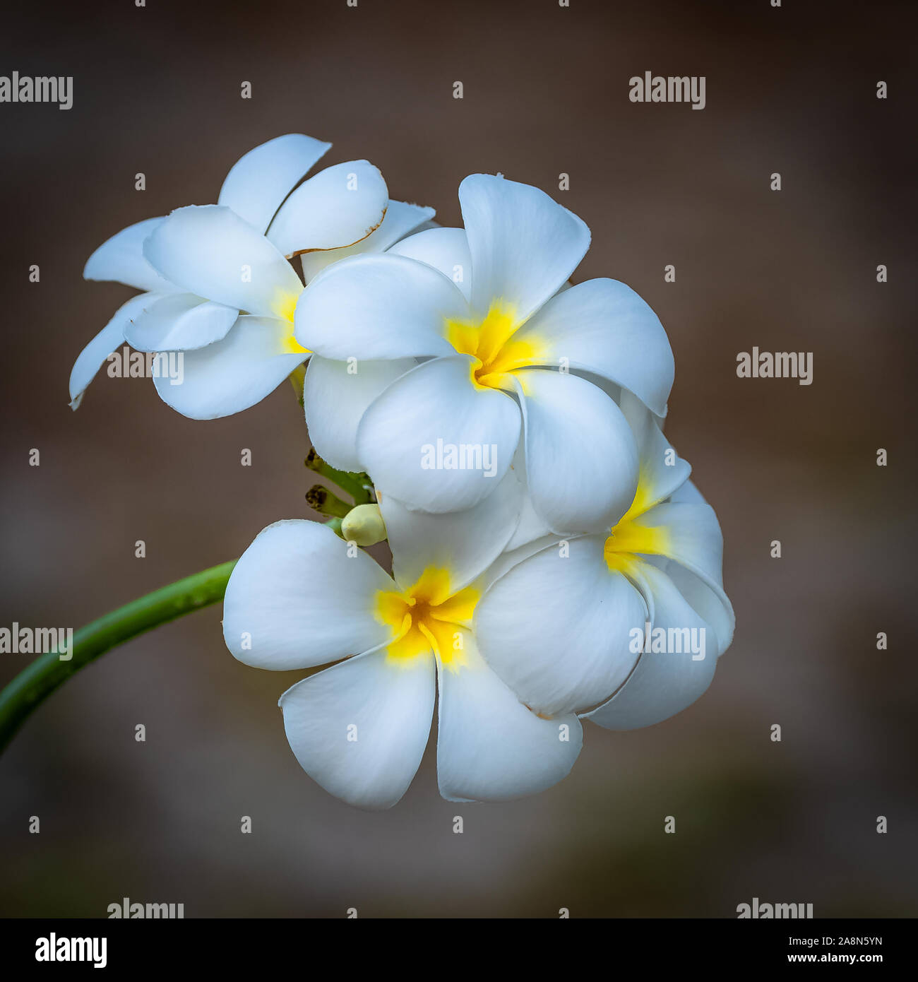 Tiare gardenia tahitensis -Fotos und -Bildmaterial in hoher Auflösung ...