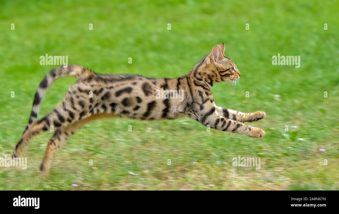 Katze sprang auf -Fotos und -Bildmaterial in hoher Auflösung – Alamy