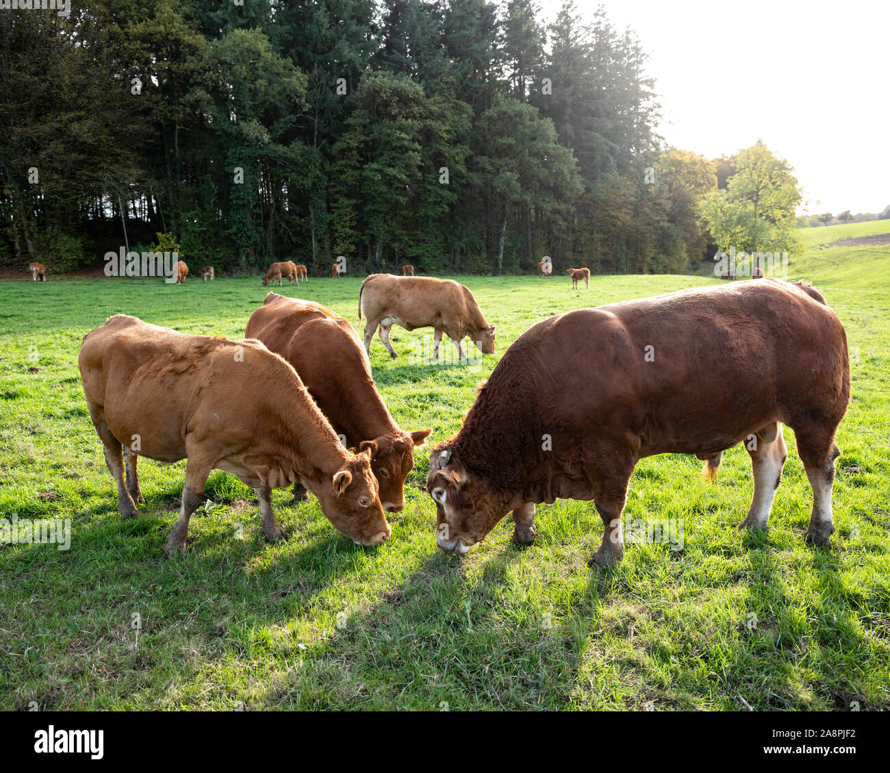 Stier und Limousin Kühe in beleuchtete Wiese Landschaft mit Wald im ...