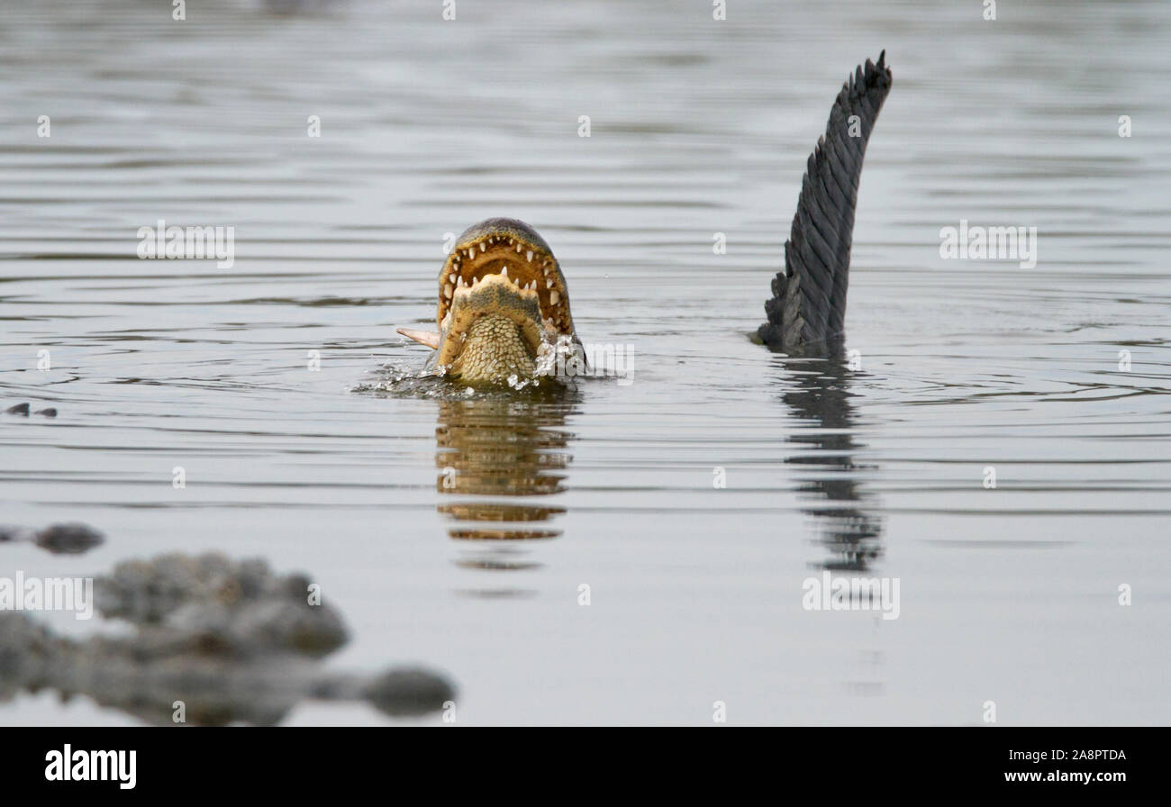 Alligator eating fish -Fotos und -Bildmaterial in hoher Auflösung – Alamy