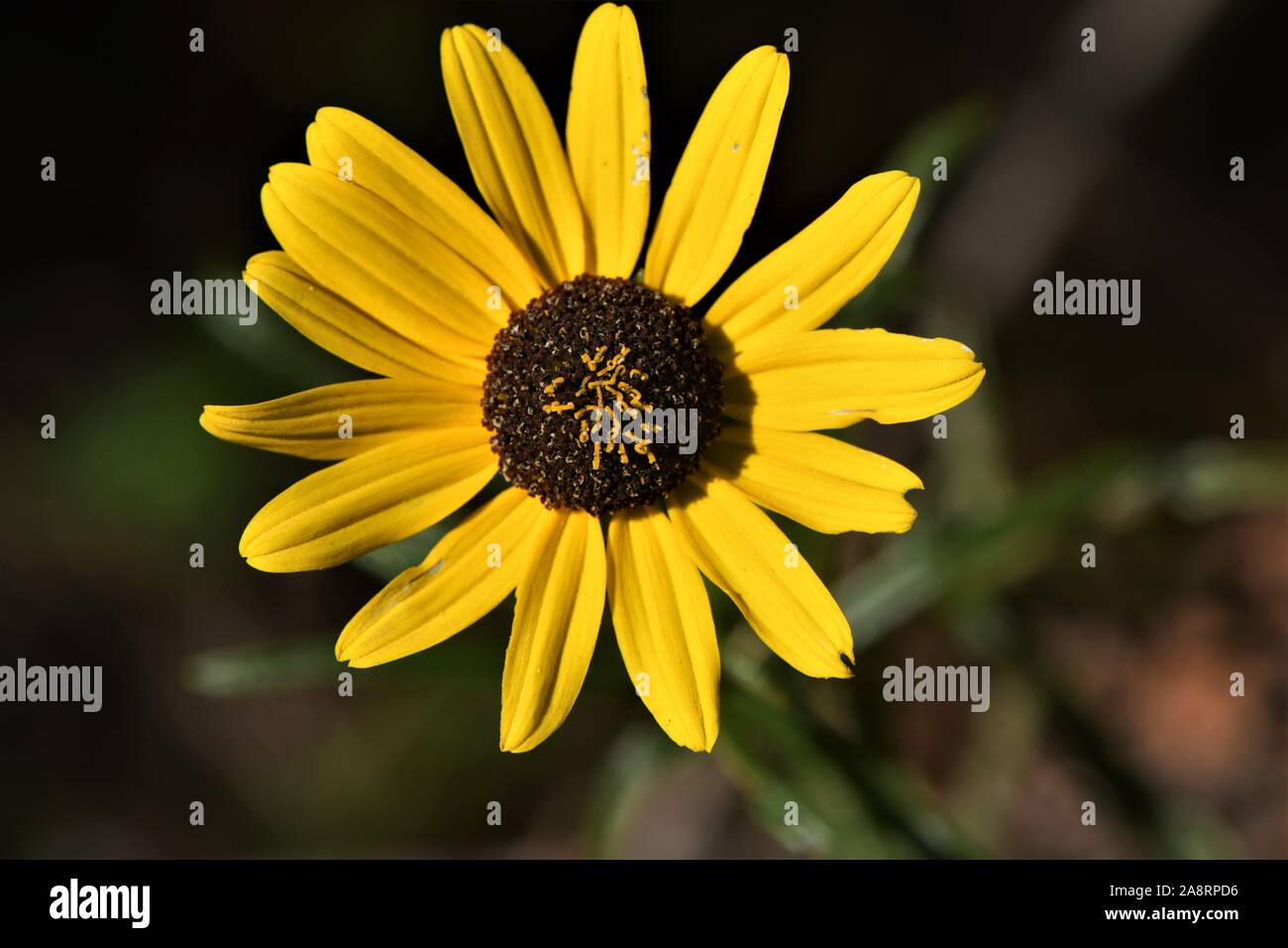 Steife sonnenblume -Fotos und -Bildmaterial in hoher Auflösung – Alamy