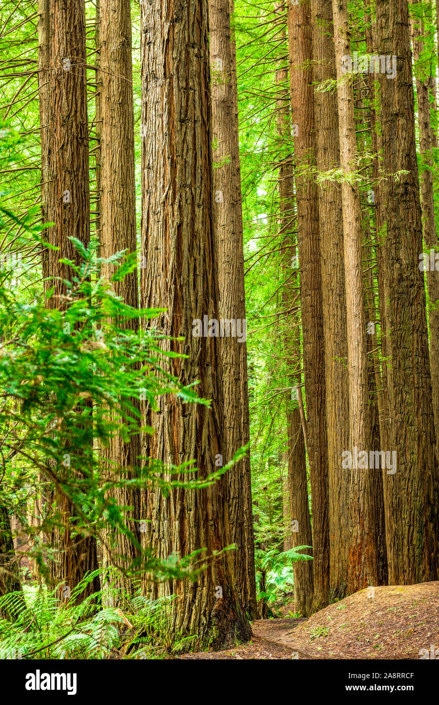 Big Tall Tree Rainforest Stockfotos und -bilder Kaufen - Alamy