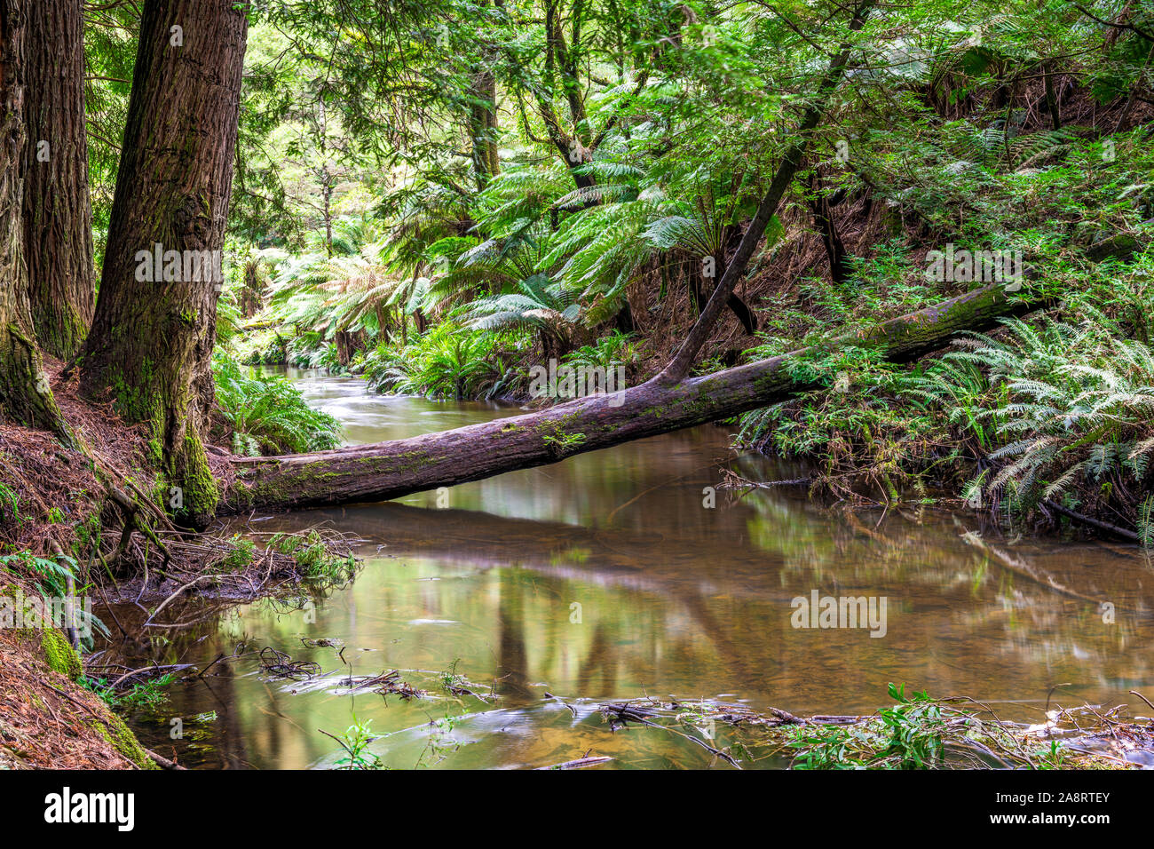 Die Redwoods Otways Stockfotos und -bilder Kaufen - Alamy