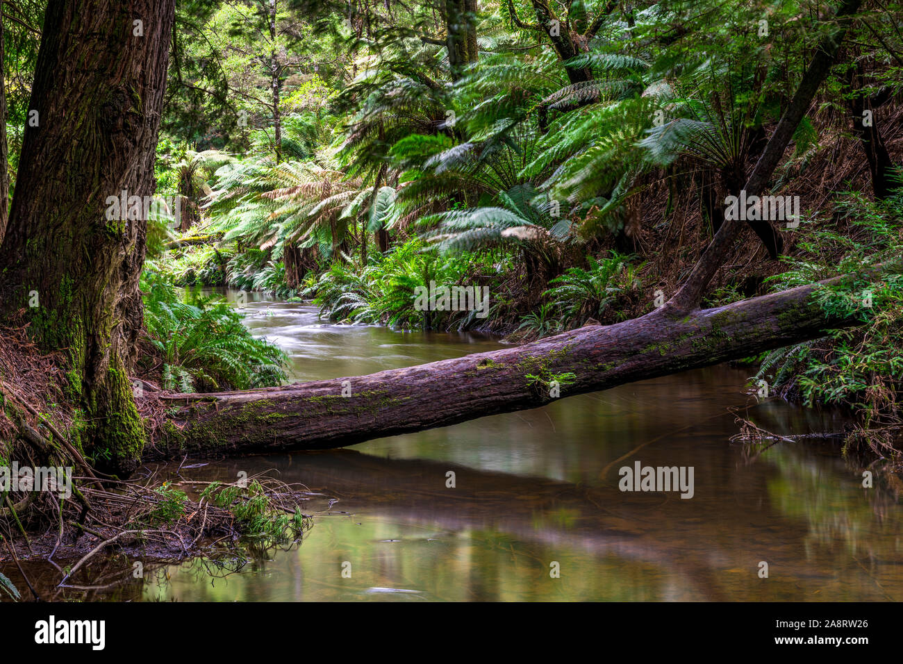 Die Redwoods Otways Stockfotos und -bilder Kaufen - Alamy