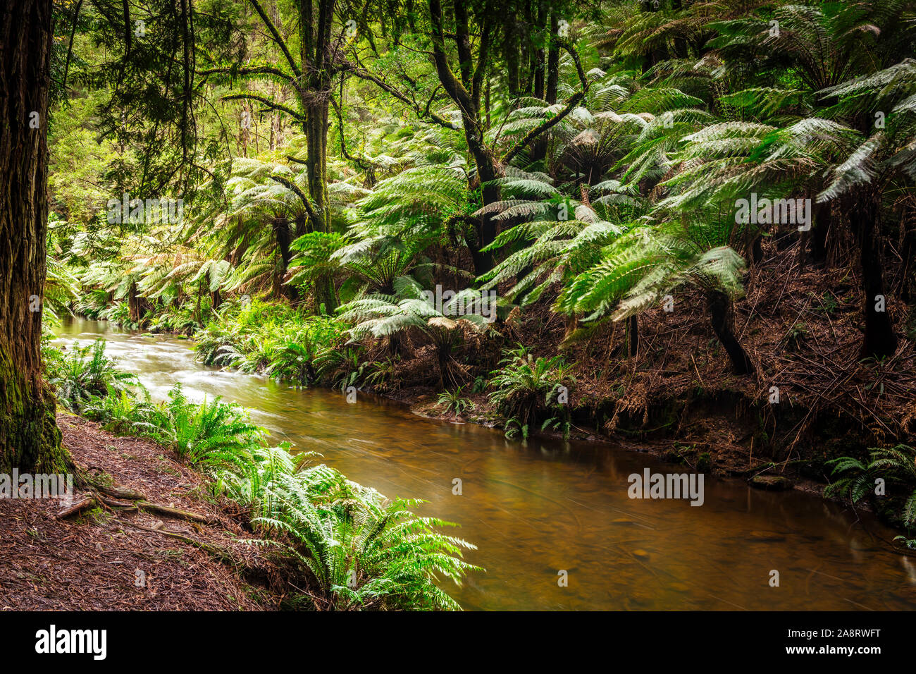 Die Redwoods Otways Stockfotos und -bilder Kaufen - Alamy