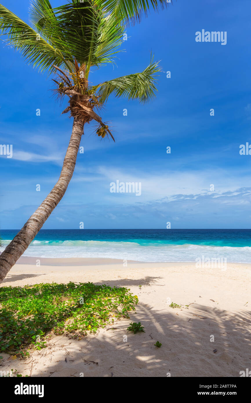 Jamaika und malediven -Fotos und -Bildmaterial in hoher Auflösung – Alamy