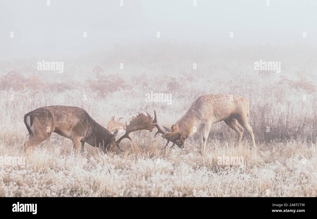 Kämpfende hirsche -Fotos und -Bildmaterial in hoher Auflösung – Alamy