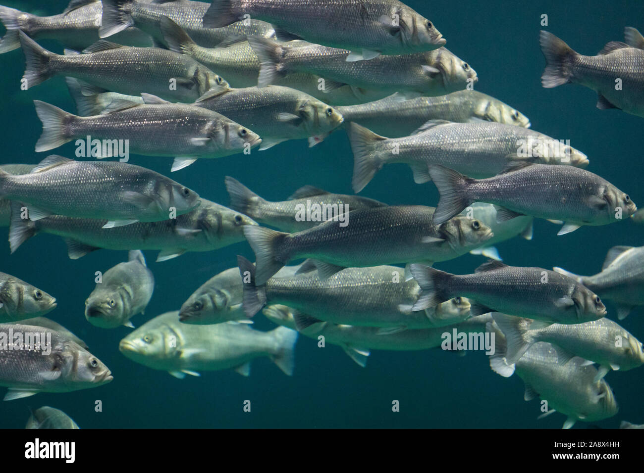 Loup De Mer Stockfotos und -bilder Kaufen - Alamy