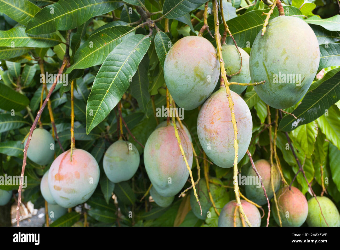 Mango Plantation Stockfotos & Mango Plantation Bilder - Alamy