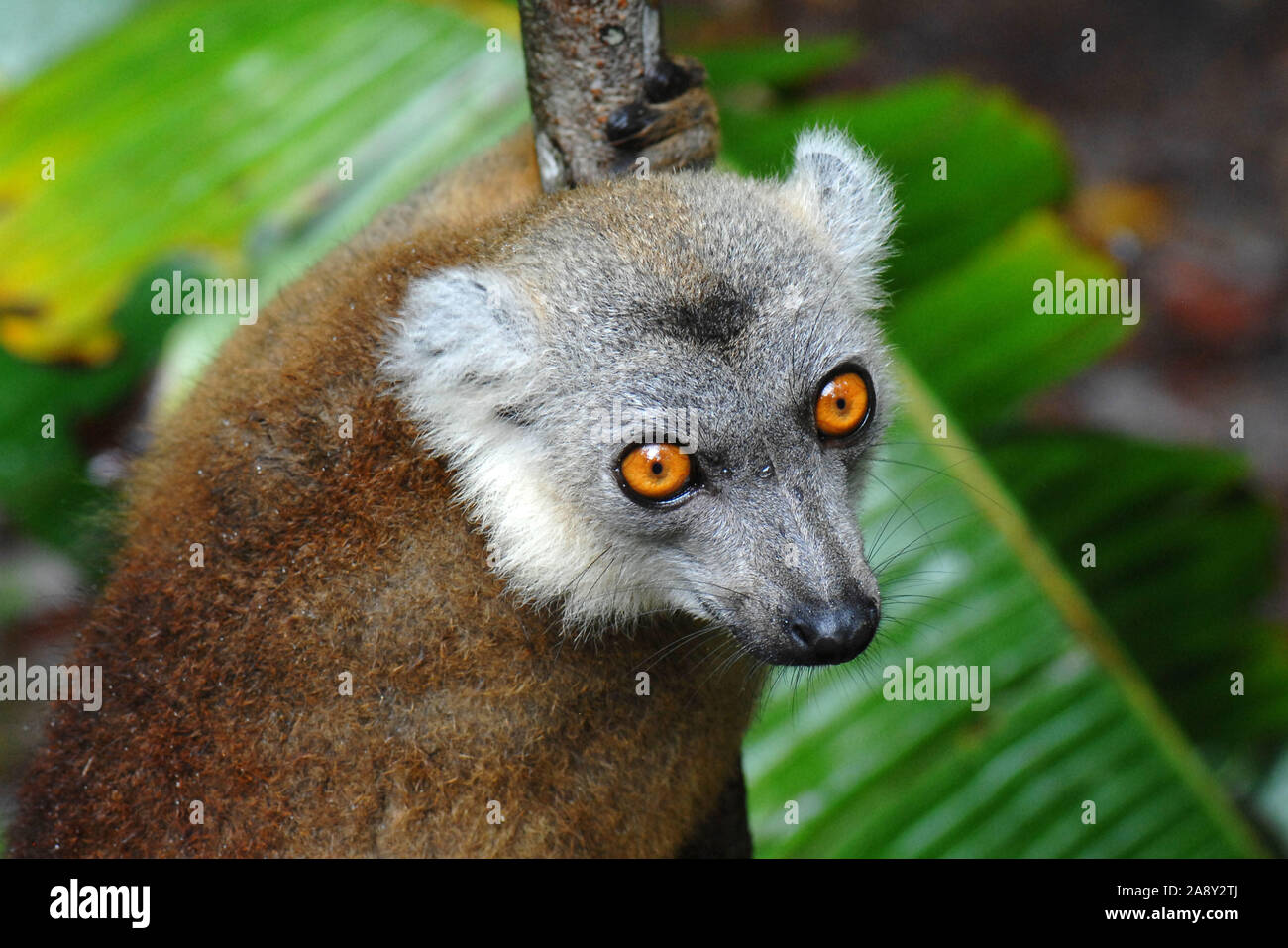Katta affe -Fotos und -Bildmaterial in hoher Auflösung – Alamy