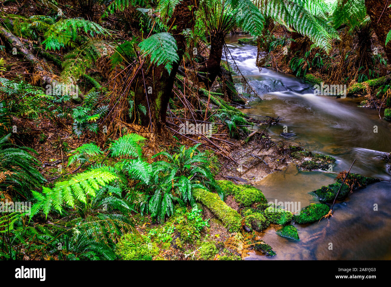 Melba gully nationalpark -Fotos und -Bildmaterial in hoher Auflösung ...