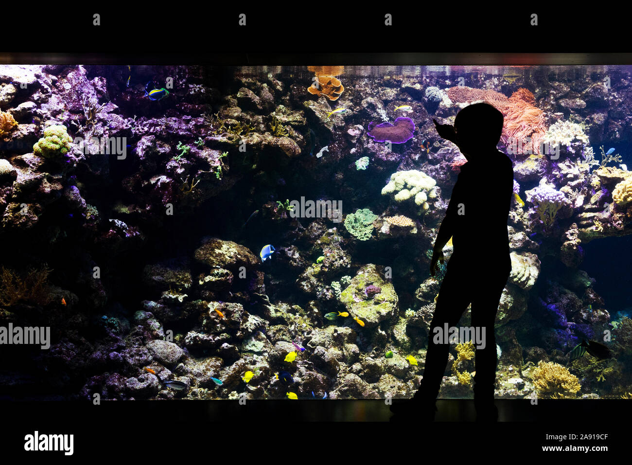 Junge, der fische schaut Stockfotos und -bilder Kaufen - Alamy