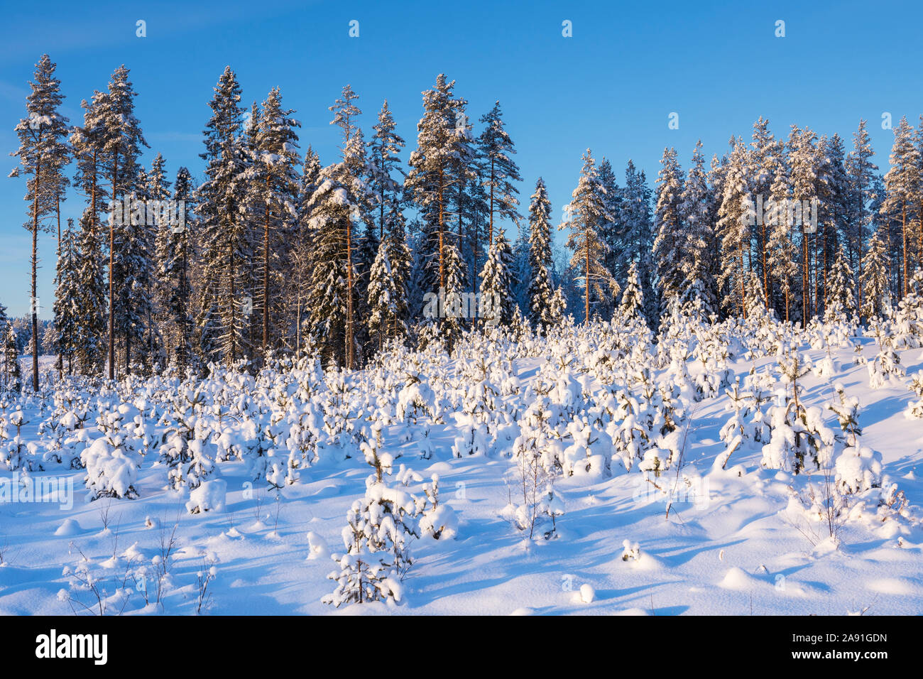Eindeutige Wald im Winter mit Schnee bedeckt, aufgeforsteten Fläche mit ...