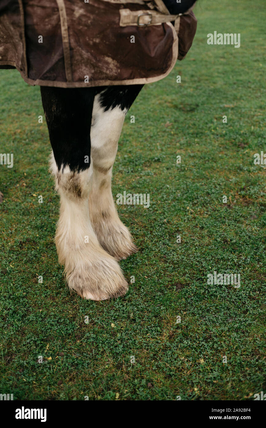Hoof horse -Fotos und -Bildmaterial in hoher Auflösung – Alamy