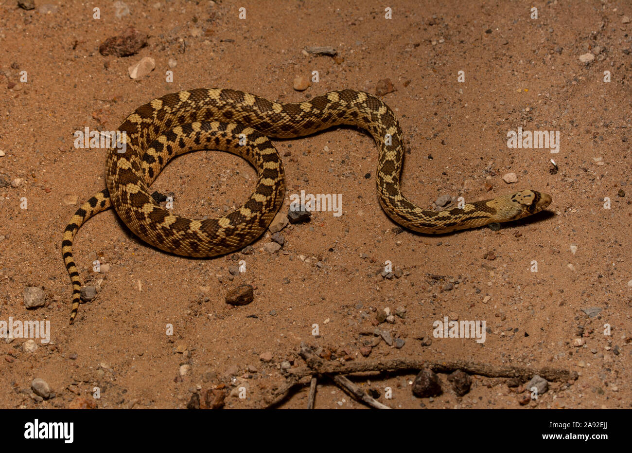 Sonora gopher natter pituophis catenifer affinis -Fotos und ...