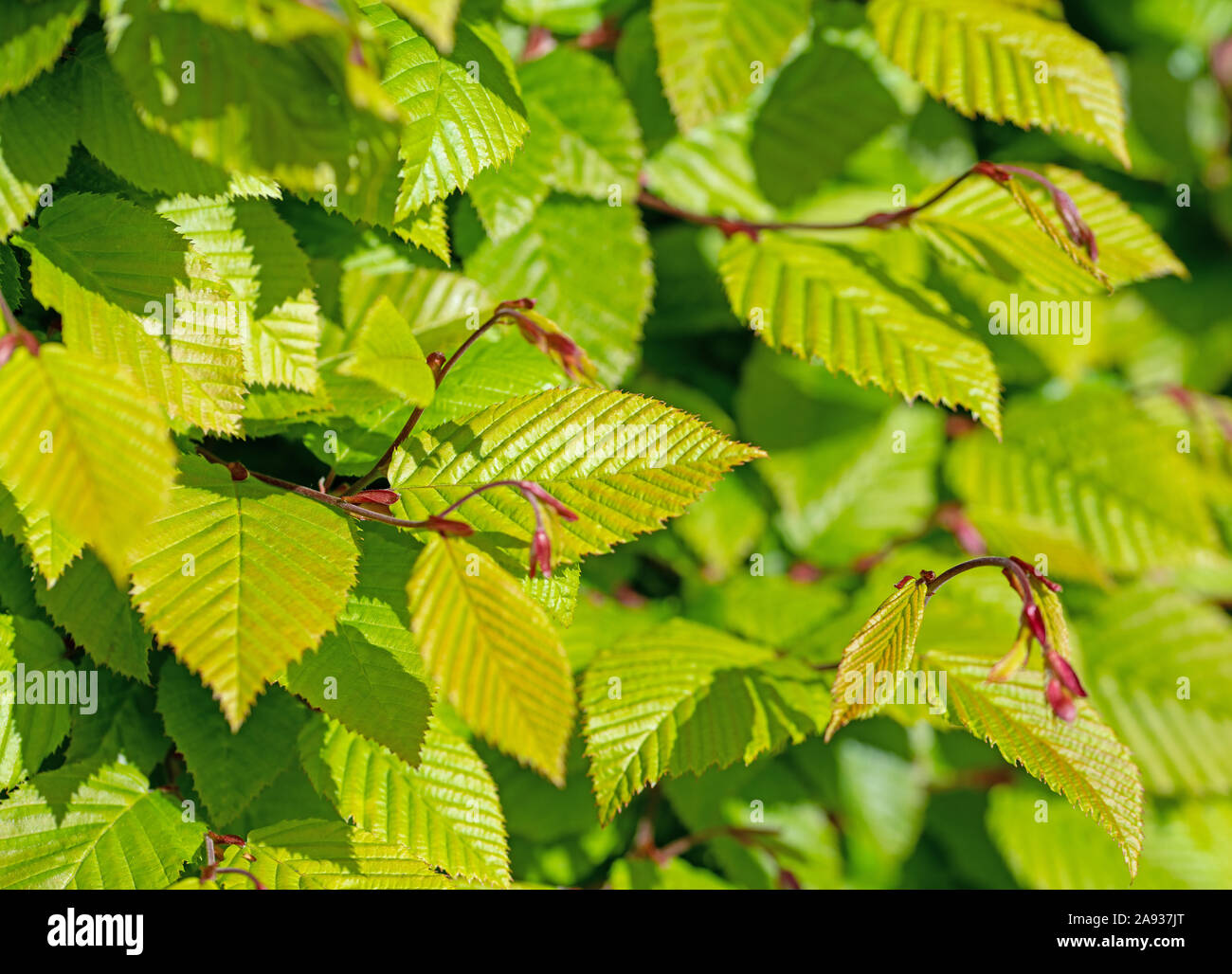 Hainbuche carpinus betulus -Fotos und -Bildmaterial in hoher Auflösung ...
