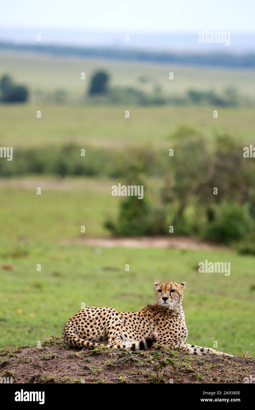 Gepard in freier wildbahn -Fotos und -Bildmaterial in hoher Auflösung ...