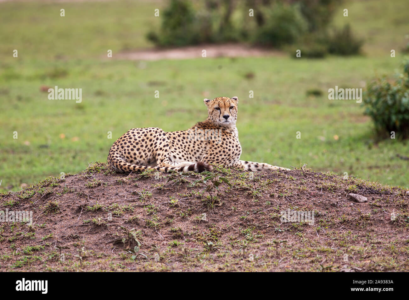 Gepard in freier wildbahn -Fotos und -Bildmaterial in hoher Auflösung ...