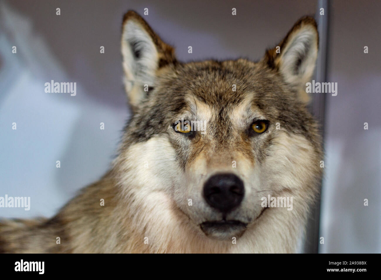 Schwarzer wolf kopf -Fotos und -Bildmaterial in hoher Auflösung – Alamy