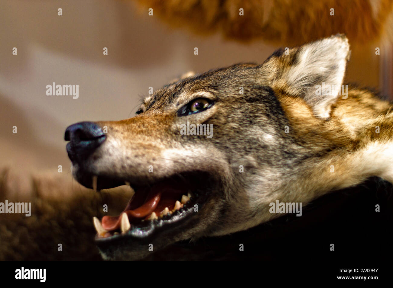 Schwarzer wolf kopf -Fotos und -Bildmaterial in hoher Auflösung – Alamy
