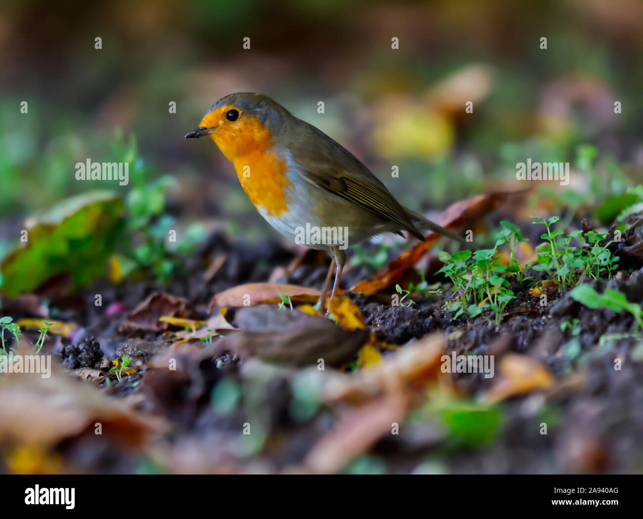 European robin flight -Fotos und -Bildmaterial in hoher Auflösung – Alamy