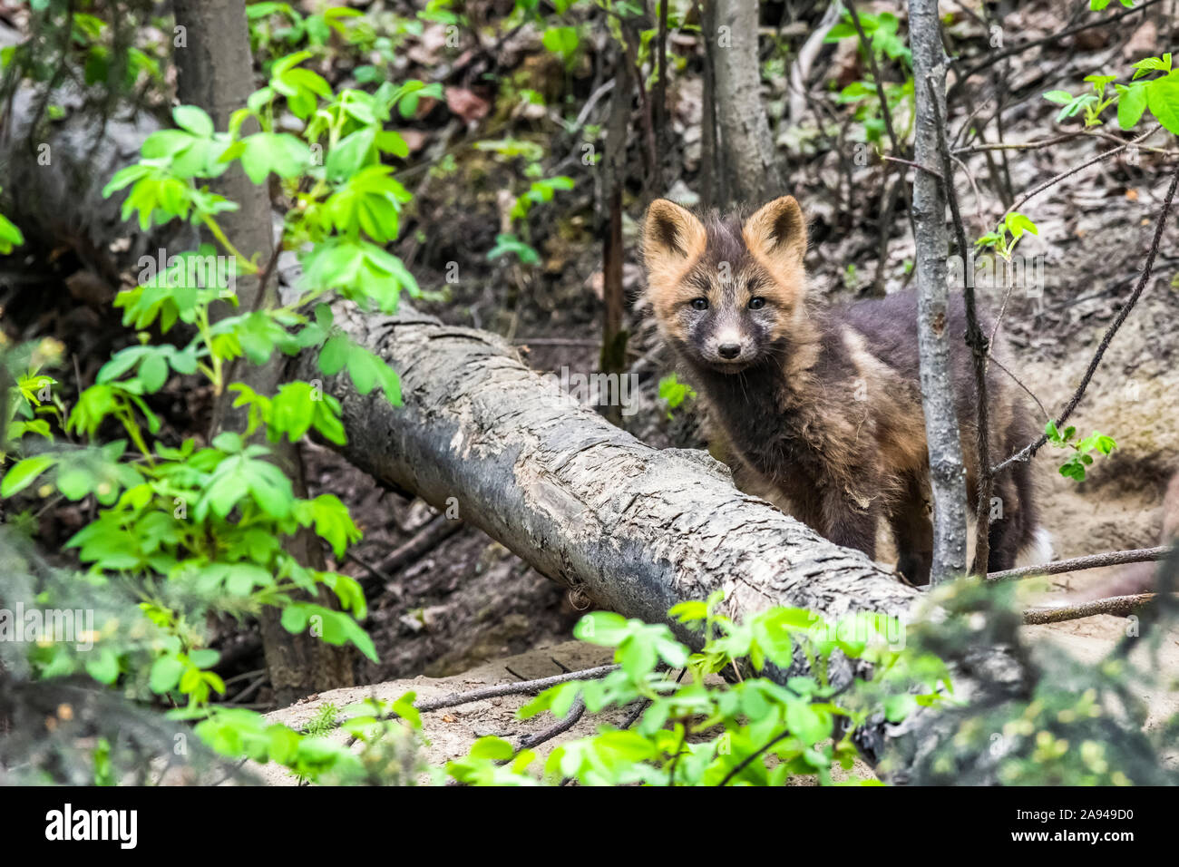 Rotfuchs vulpes vulpes kreuzphase -Fotos und -Bildmaterial in hoher ...