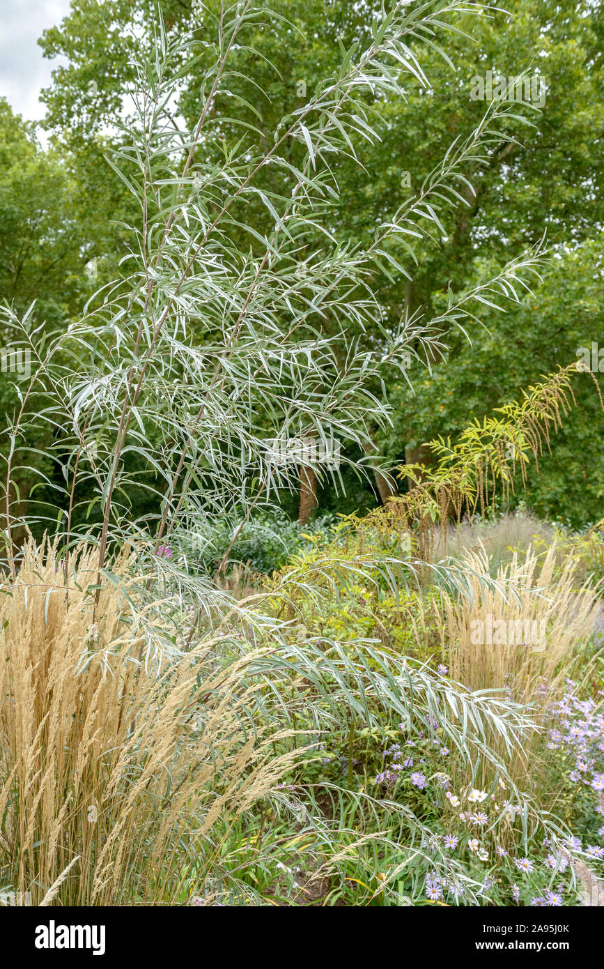 Molinia caerulea overdam -Fotos und -Bildmaterial in hoher Auflösung ...