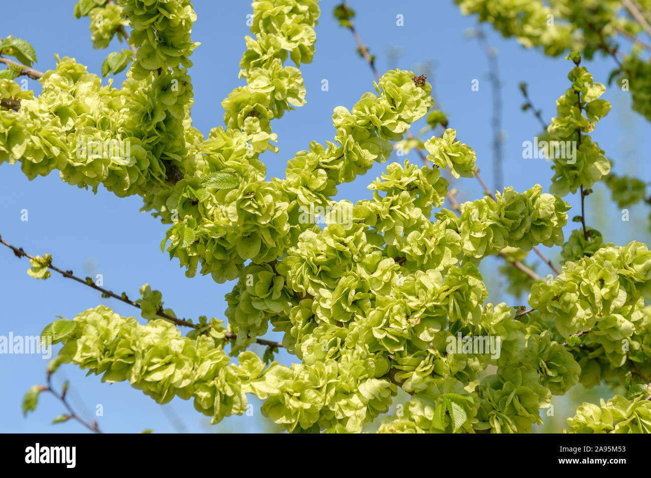 Die feld-ulme (Ulmus minor arniensis' Stockfotografie - Alamy