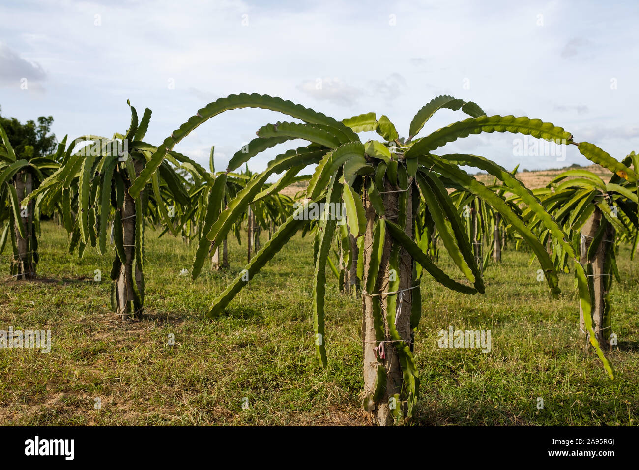 Dragon fruit plantation -Fotos und -Bildmaterial in hoher Auflösung – Alamy