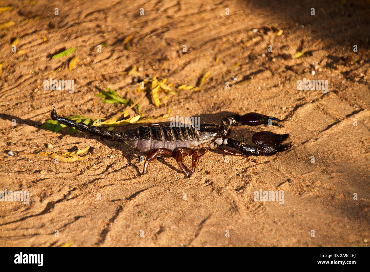 Large scorpion Stockfotos und -bilder Kaufen - Alamy