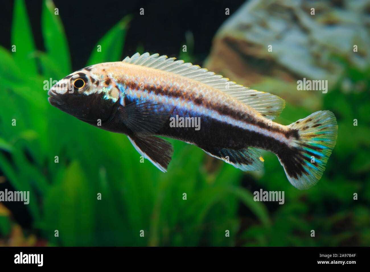 Melanochromis auratus, Tuerkis-Goldbarsch, njassa Golden Cichlid ...