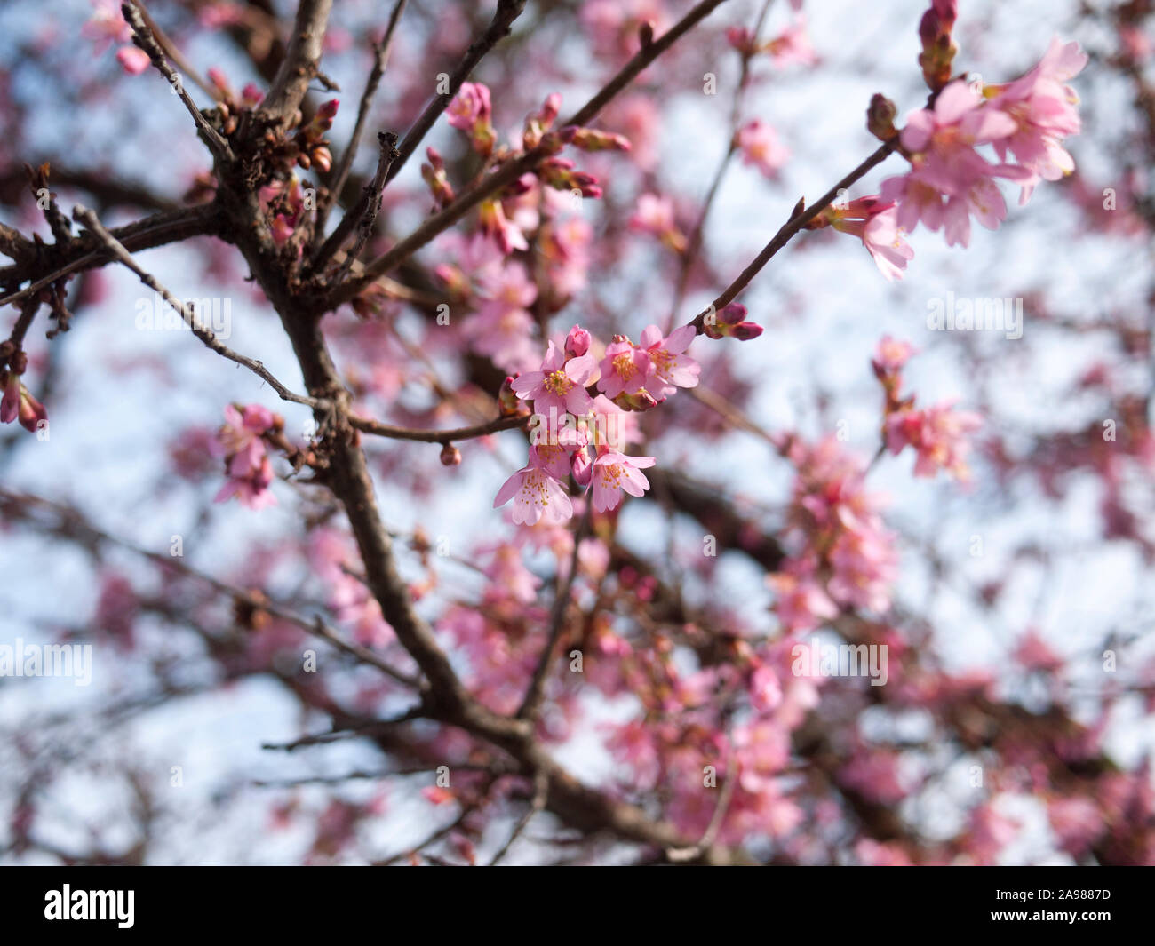 Higan tree prunus subhirtella -Fotos und -Bildmaterial in hoher ...