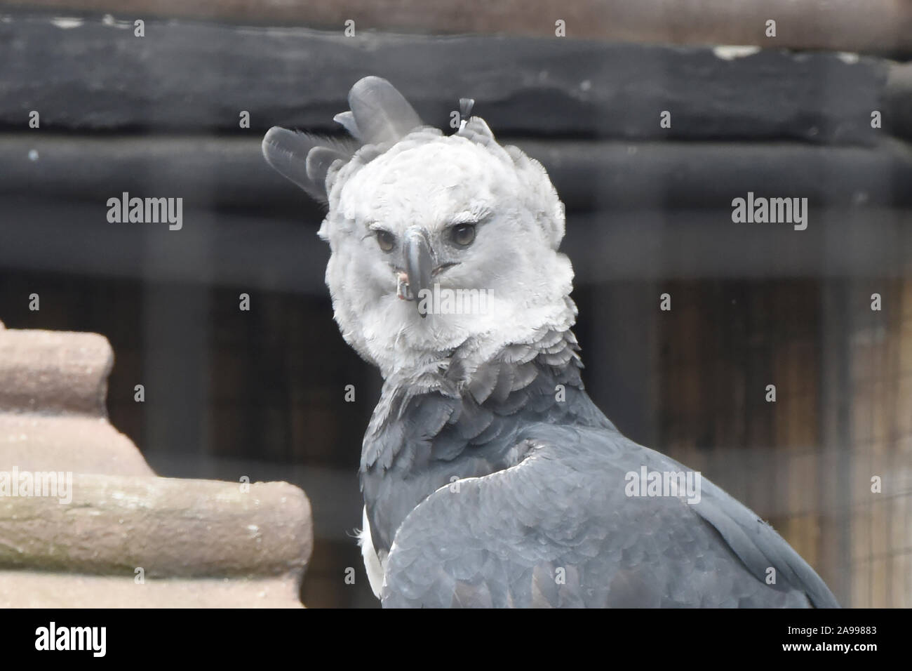 Gerettet Harpyie (Harpia harpyja), Parque Condor, Otavalo, Ecuador ...