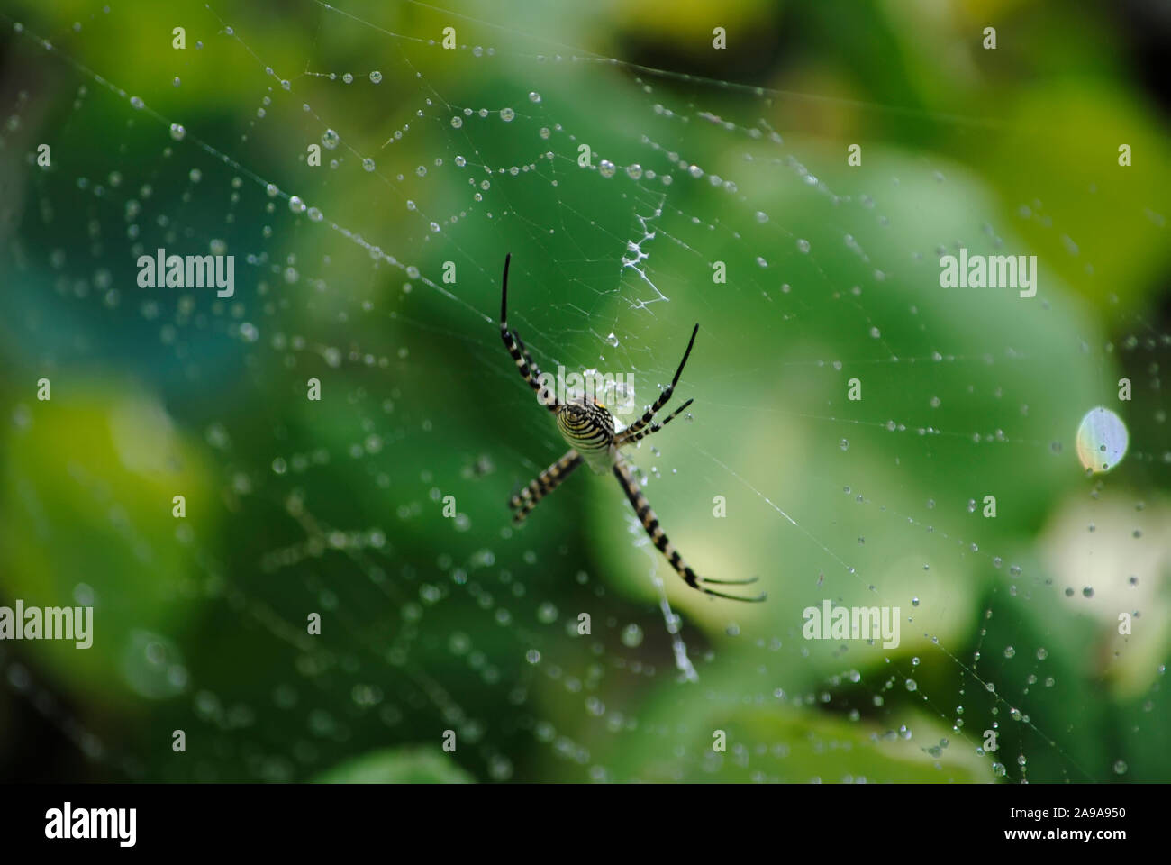 Costa rica braune spinne -Fotos und -Bildmaterial in hoher Auflösung ...