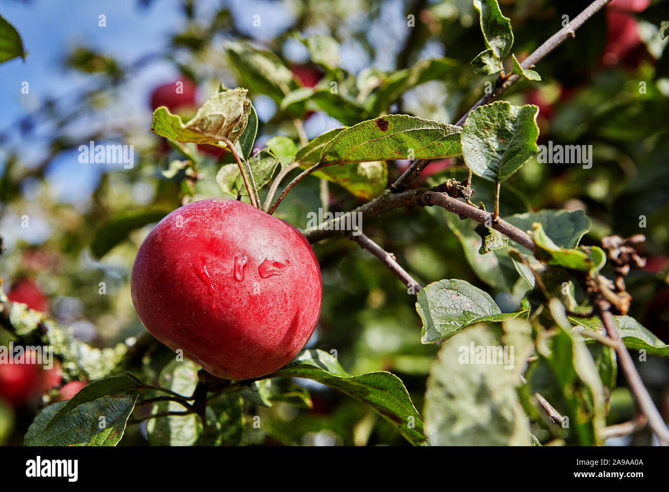 Apfelbaum Garten Herbst Stockfotos und -bilder Kaufen - Alamy