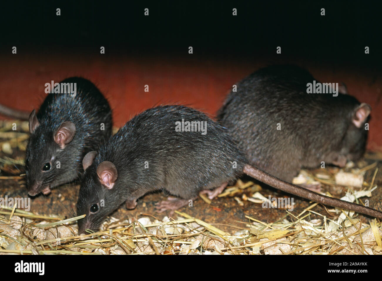 Schwarze ratten -Fotos und -Bildmaterial in hoher Auflösung – Alamy