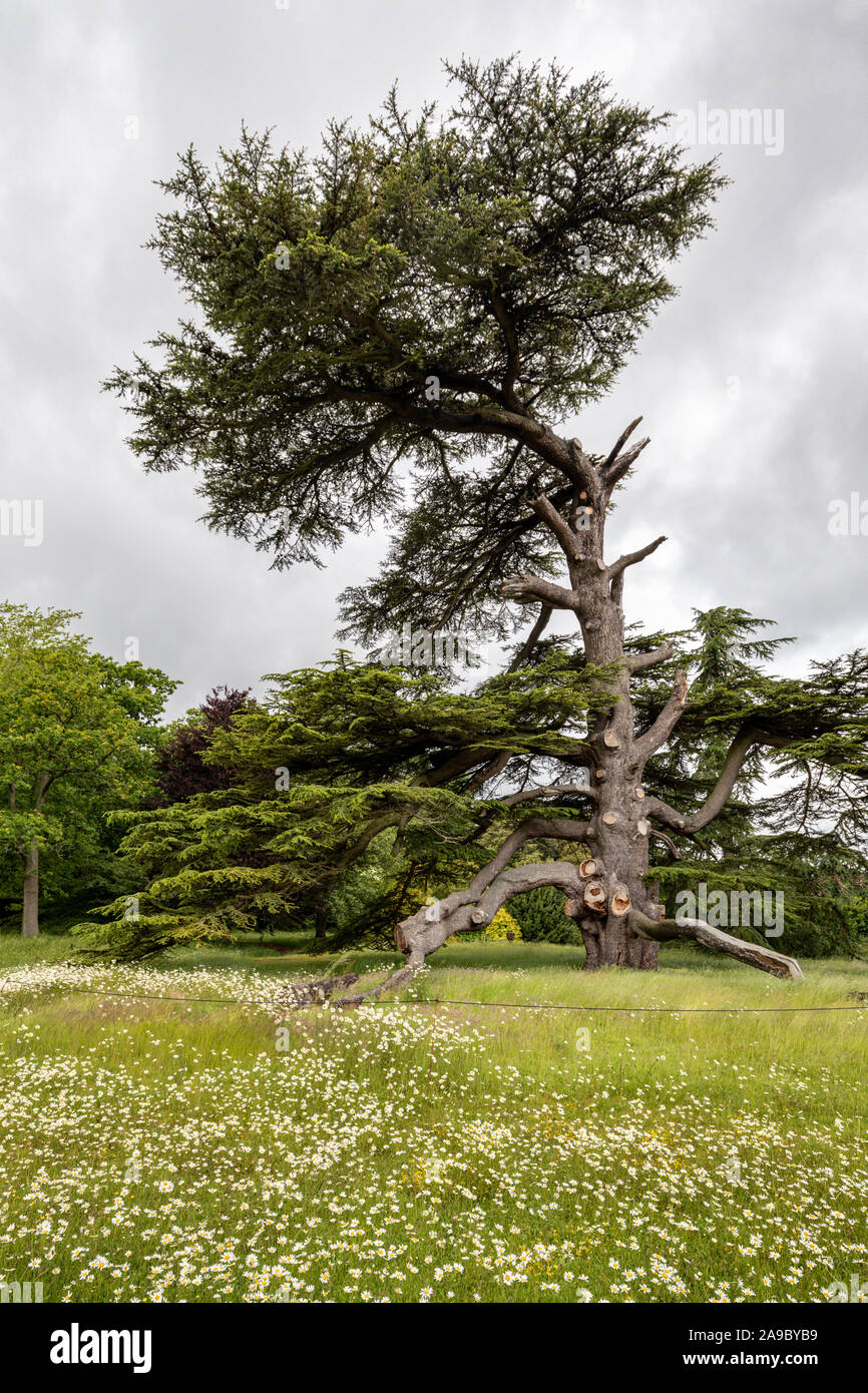 Cedar Lebanon Cedrus Libani In Stockfotos und -bilder Kaufen - Alamy